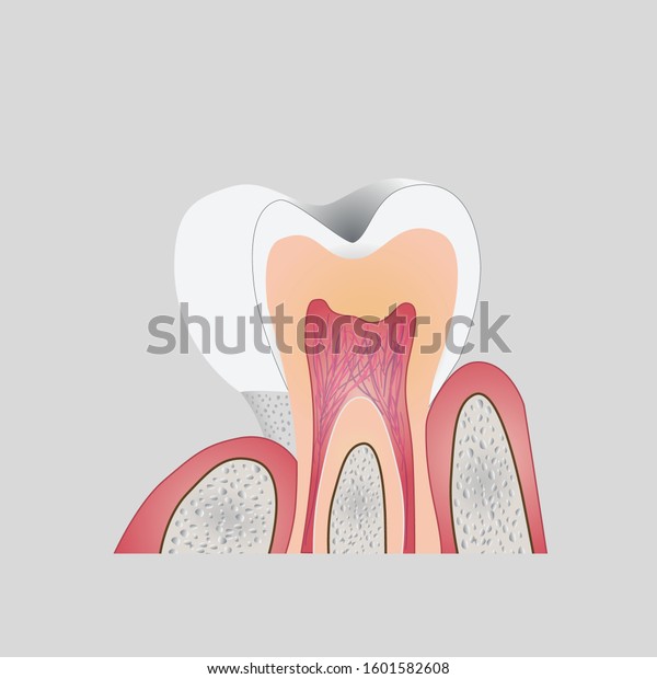 Tooth Structure Medical Diagram Structure Inside: เวกเตอร์สต็อก (ปลอด ...