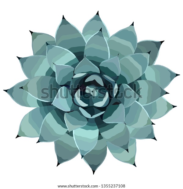 Top View Blue Agave Plant Vector Stock Vector (Royalty Free) 1355237108 ...