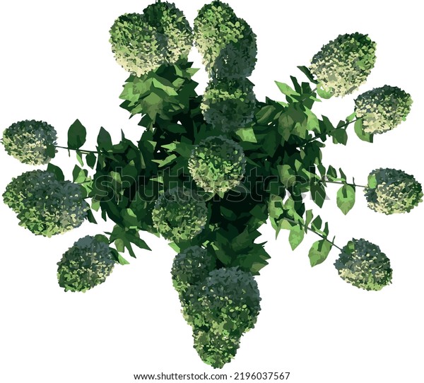 Top View Plant Limelight Hydrangea 1 Stock Vector (Royalty Free ...