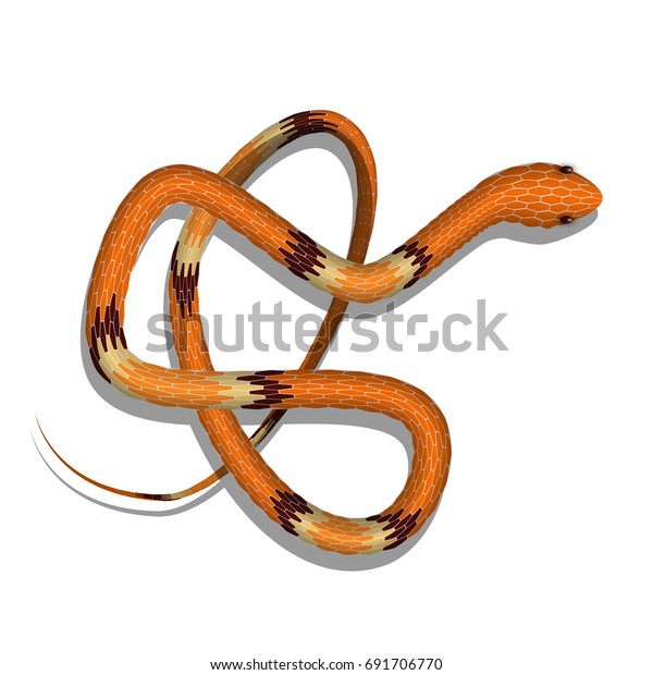 Top View Realistic Snake Isolated On Stock Vector (Royalty Free ...