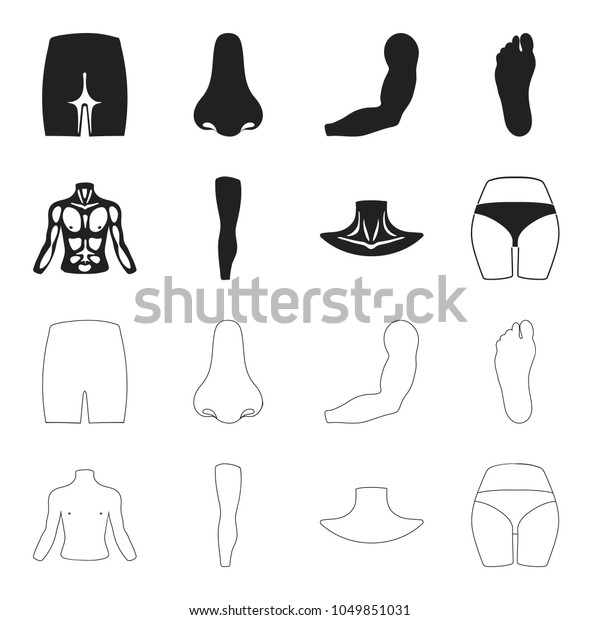 Torso Leg Neck Buttocks Body Parts Stock Vector (Royalty Free) 1049851031