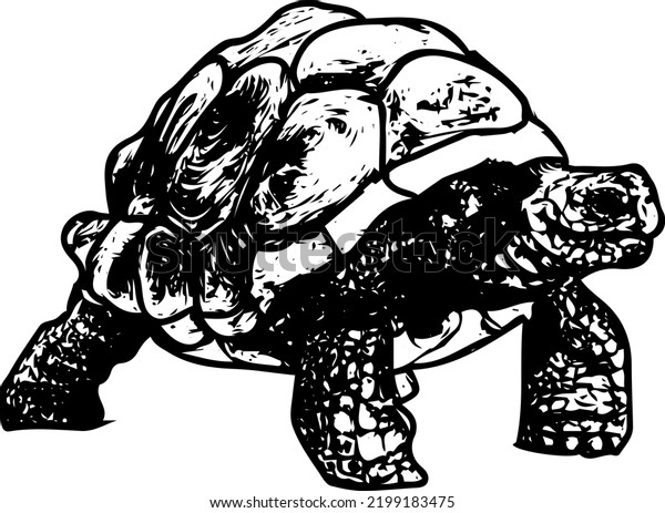 Tortoise Silhouette Tortoise Sketch Drawing Outline Stock Vector ...