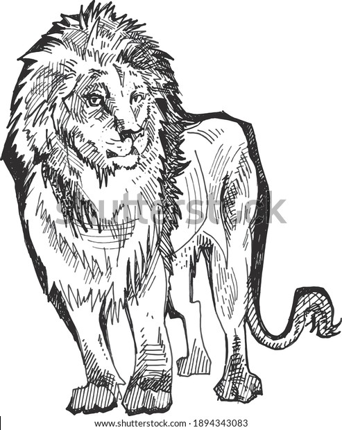 Traced Vector Drawing Lion Illustration Wild Stock Vector (Royalty Free ...