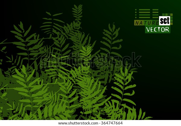 Tracing Branch Leaves Vector Stock Vector (Royalty Free) 364747664 ...