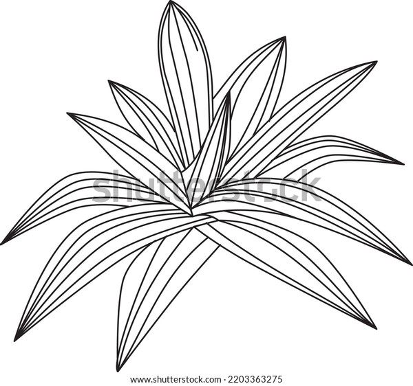 Tradescantia Spathacea Rhoeo Leaf Vector Icon Stock Vector (Royalty ...
