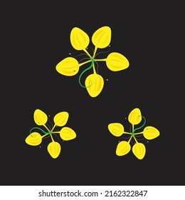 Traditional Flower Image Vector Kanikkonna Golden Stock Vector (Royalty ...