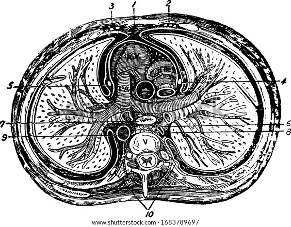 Transverse Section Thorax Vintage Line Drawing: เวกเตอร์สต็อก (ปลอดค่า ...