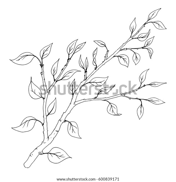 Tree Branch Leaves Isolated Hand Drawn Stock Vector (Royalty Free ...