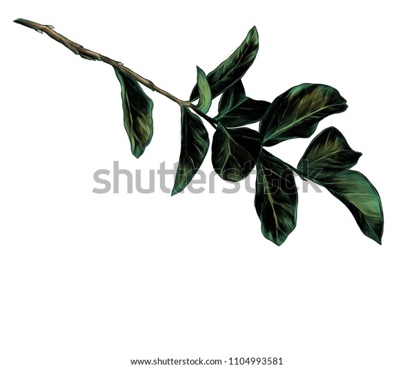 Tree Branch Round Thick Leaves Sketch Stock Vector (Royalty Free ...