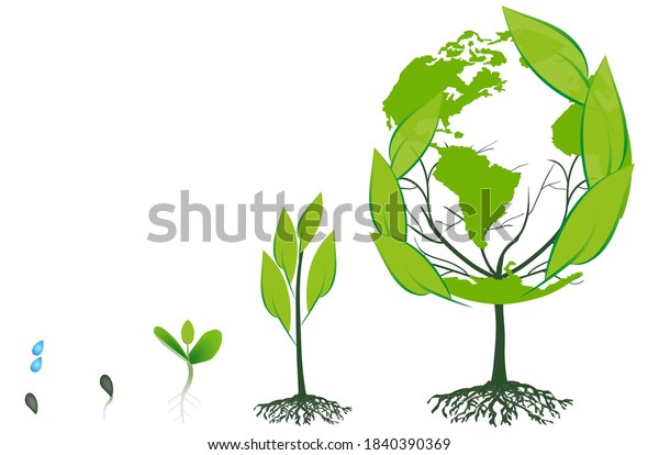 Tree Growth Cycle On White Background Stock Vector (Royalty Free ...