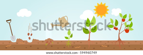 Tree Growth Diagramvector Illustration Stock Vector (Royalty Free ...