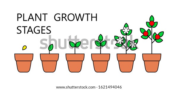 Tree Growth Stages Infographics Line Art Stock Vector (Royalty Free ...