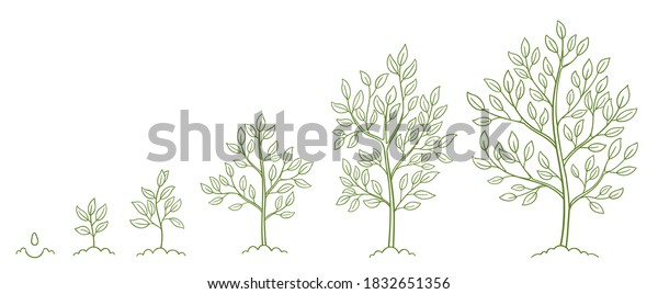 Stock vektor „Tree Growth Stages Plant Development Phases“ (bez ...