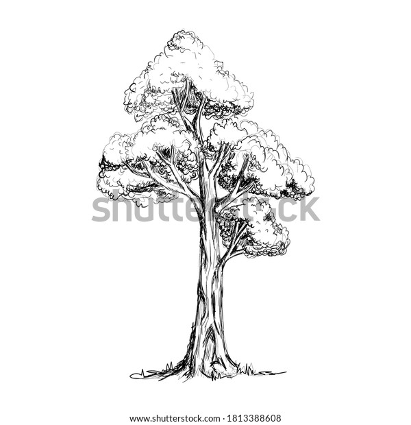 Tree Hand Drawn Sketch Style Isolated Stock Vector (Royalty Free ...
