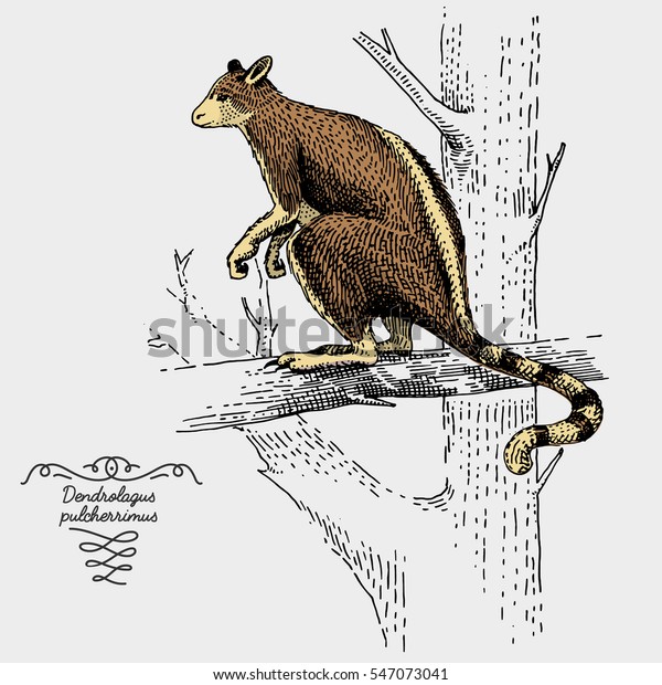 Tree Kangaroo Engraved Hand Drawn Vector Stock Vector (Royalty Free ...