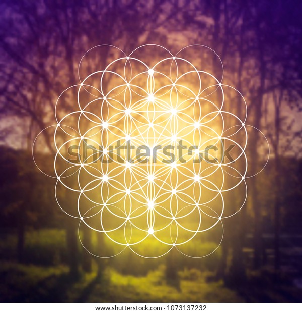 Tree Life Sacred Geometry Kabbalah Symbol Stock Vector (Royalty Free ...