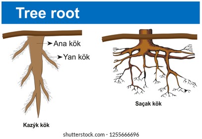 Tree Root Biology Course Helper Shapes Stock Vector (Royalty Free ...