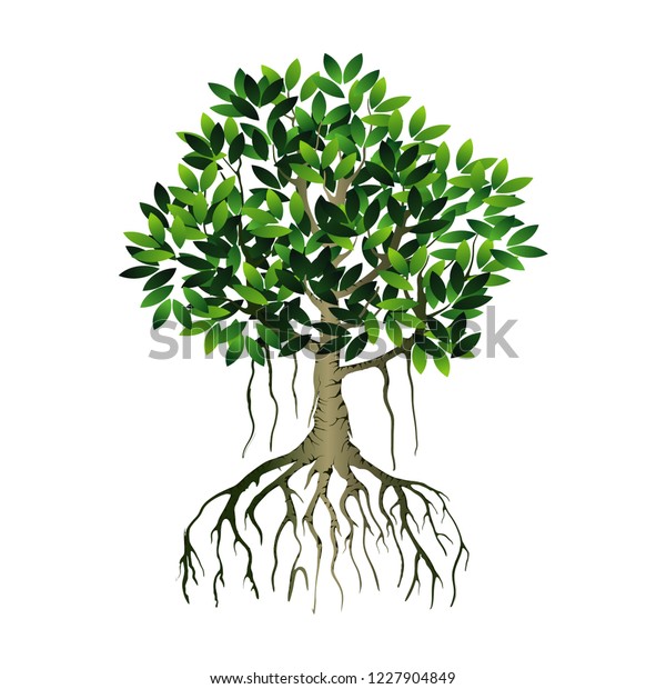 Tree Roots Vector Mangrove Tree Illustration Stockvektor (royaltyfri ...