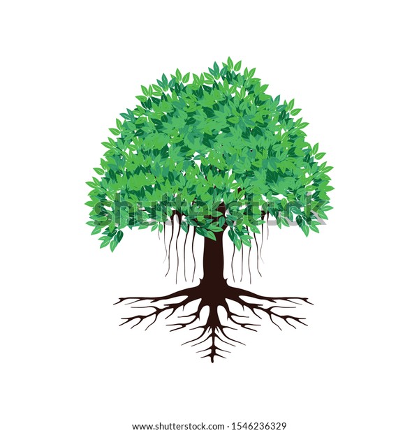 Tree Vector Illustration Root Banyan Tree Stock Vector (Royalty Free ...