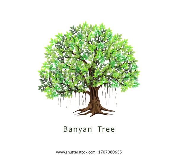 5,831 Banyan Tree Isolated Images, Stock Photos & Vectors | Shutterstock