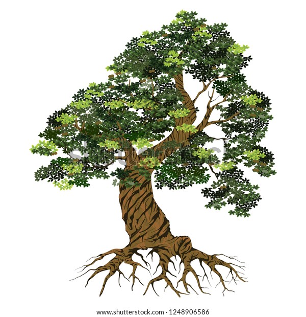 Tree Vector Illustration Tree Roots Realistic Stock Vector (Royalty ...