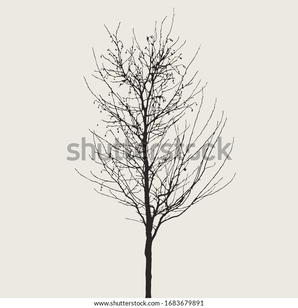 Tree Without Leaves Realistic Silhouette Vector Stock Vector (Royalty ...