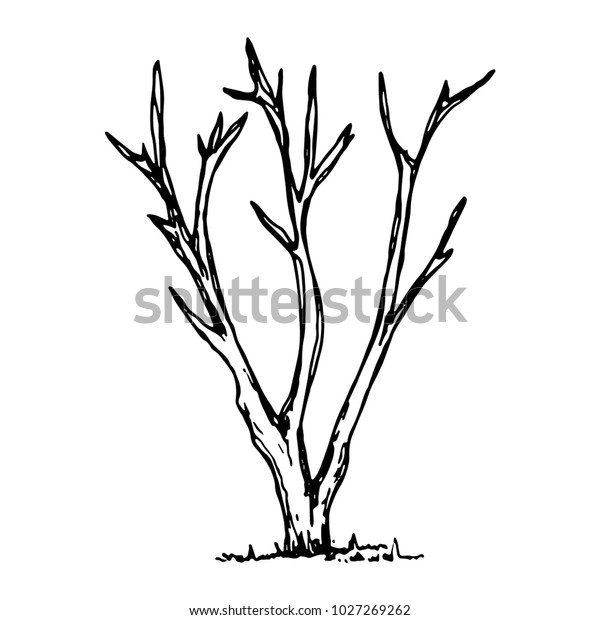 Tree Without Leaves Sketch Vector Isolated Stock Vector (Royalty Free ...