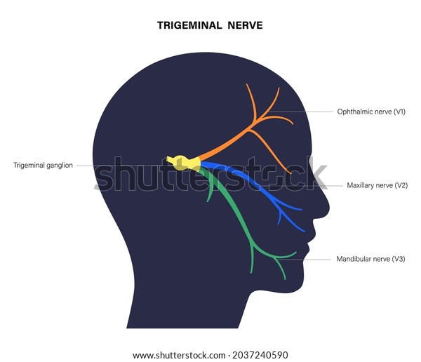 Trigeminal Nerve Diagram Ganglion Ophthalmic Mandibular: stockvector ... Trigeminal Nerve Diagram Ganglion Ophthalmic Mandibular: stockvector ...