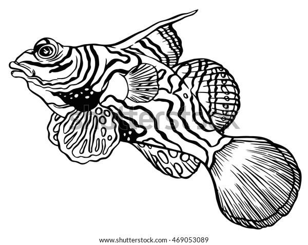 Tropical Fish Vector Hand Drawing Illustration Stock Vector (Royalty ...