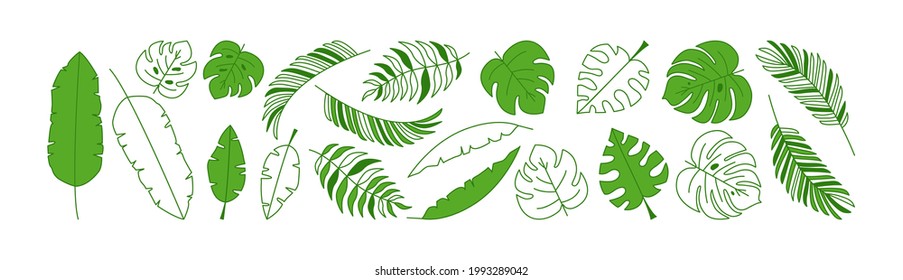 Tropical Leaves Vector Set Green Palm Stock Vector (Royalty Free ... Tropical Leaves Vector Set Green Palm Stock Vector (Royalty Free ...