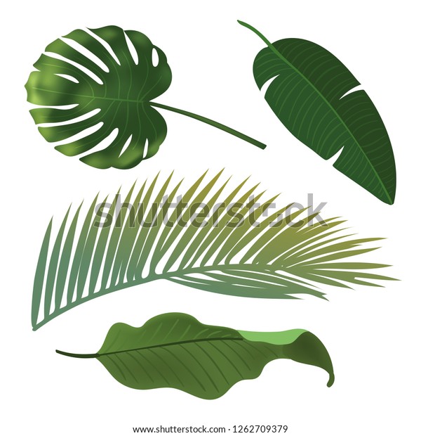 Tropical Plant Leaf Set Realistic Palm Stock Vector (Royalty Free ...
