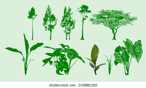 Tropical Trees Plants Drawing Template Stock Vector (Royalty Free ...