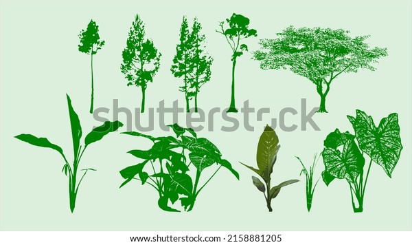 Tropical Trees Plants Drawing Template Stock Vector (Royalty Free ...