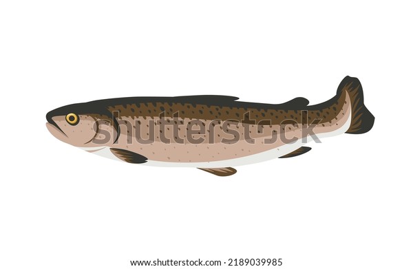 Trout Fish Cartoon Vector Illustration Isolated: เวกเตอร์สต็อก (ปลอดค่า ...