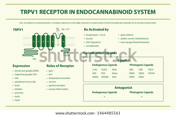Trpv1 Receptor Endocannabinoid System Horizontal Infographic Stock ...