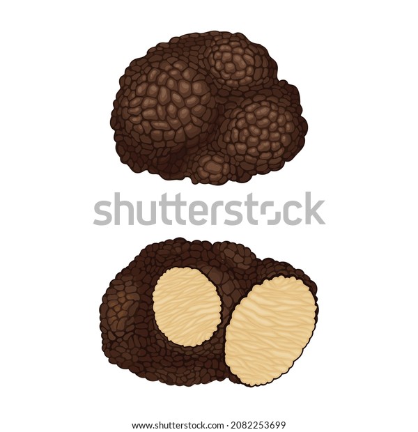 Truffle Cut Slice Showing White Flesh Stock Vector (Royalty Free ...