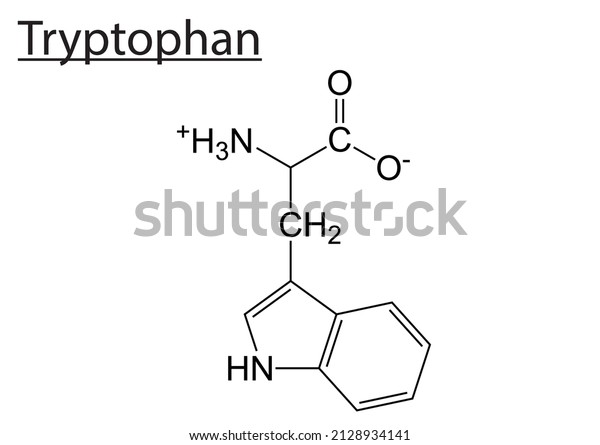 Tryptophan Amino Acid Chemical Structure เวกเตอร์สต็อก ปลอดค่าลิขสิทธิ์ 2128934141 Shutterstock