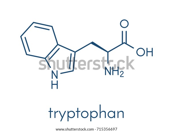 Tryptophan Ltryptophan Trp W Amino Acid Stock Vector (Royalty Free ...