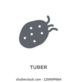 Tuber Icon Tuber Design Concept Fruit Stock Vector (Royalty Free ...