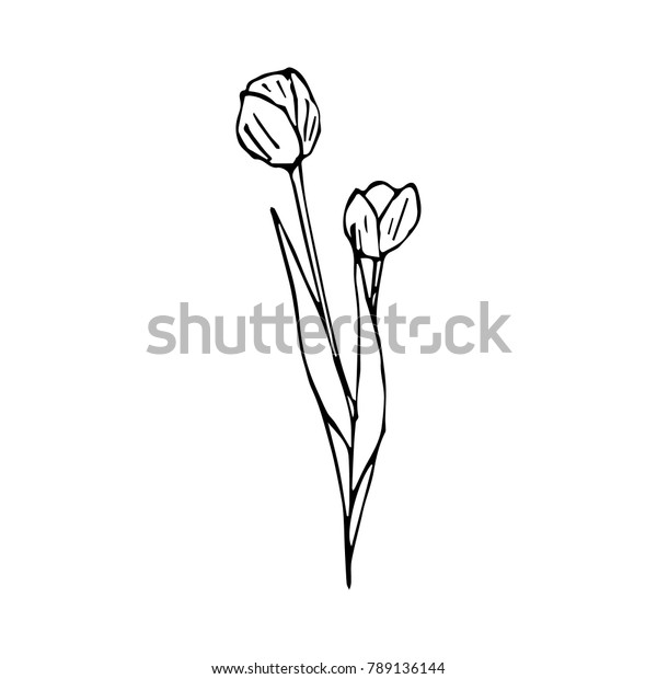 Tulip Vector Illustration Doodle Style Design Stock Vector (Royalty ...