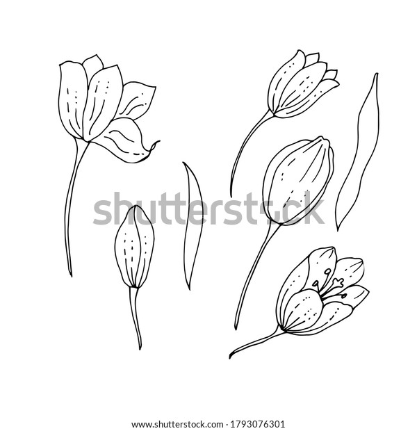 Tulips Linear Drawing Vector Illustration Stock Vector (Royalty Free ...