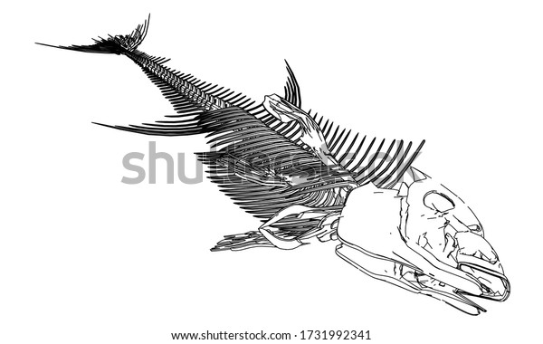 Tuna Fish Skeleton Lines Illustration Abstract Stock Vector (Royalty ...