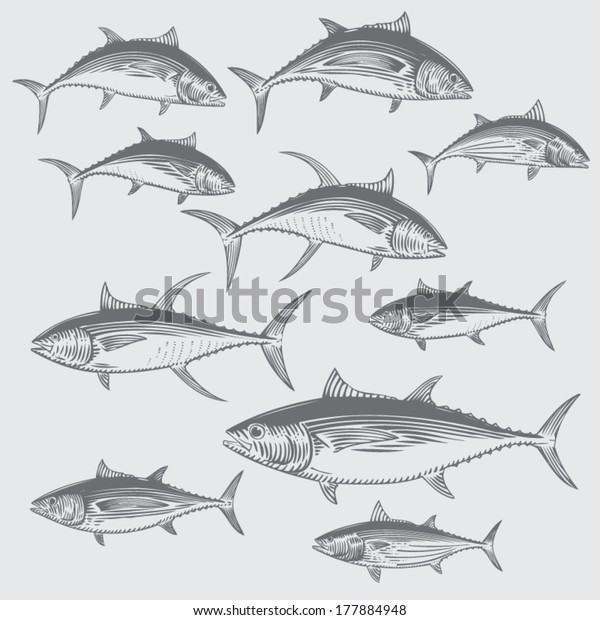 Tuna Vector Set Commercial Species Stock Vector (Royalty Free) 177884948