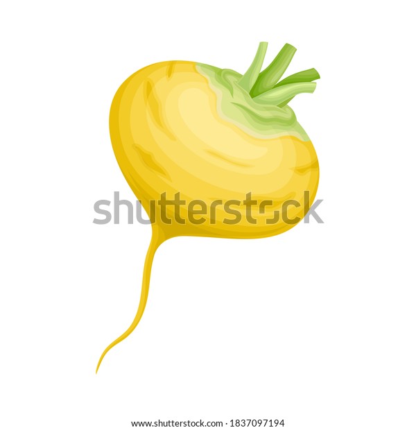 Turnip Root Vegetable Underground Plant Part Stock Vector (Royalty Free ...