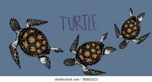 Turtle Family On Bule Background Stock Vector (Royalty Free) 780853213 ...