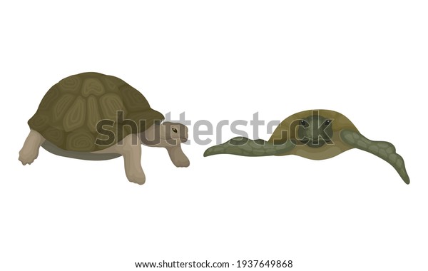 Turtles Bony Shell Landdwelling Seadwelling Specie Stock Vector ...