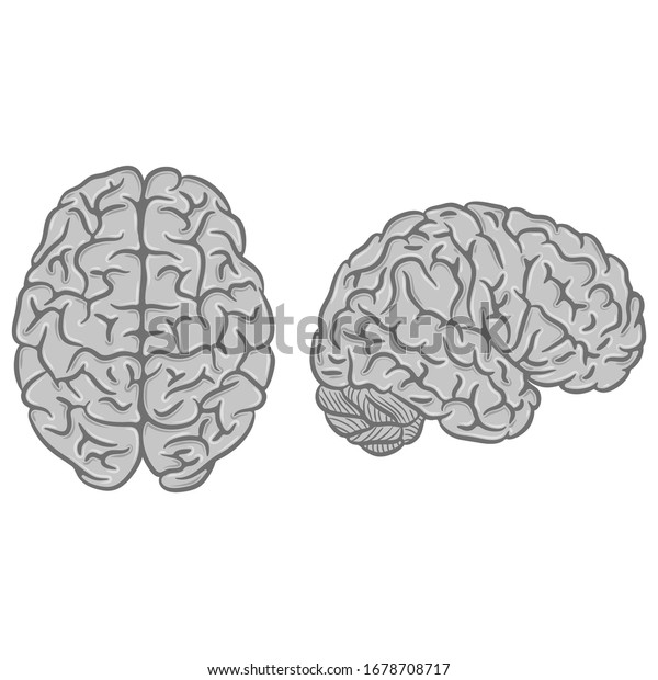 Two Gray Color Human Brain Silhouettes Stock Vector (Royalty Free ...