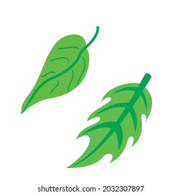 Two Green Leaves Vector On White Stock Vector (Royalty Free) 2032307897 ...