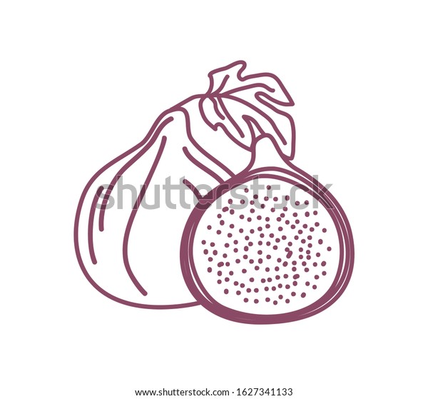 Two Isolated Figs Outline Design Vector Stock Vector (Royalty Free ...