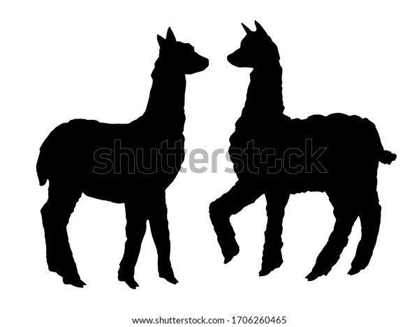 Two Lamas Silhouette On White Invitations Stock Vector (Royalty Free ...